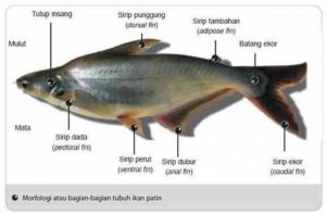 Ikan Patin, Segalanya Kamu Harus Tahu tentang Patin – DSAR